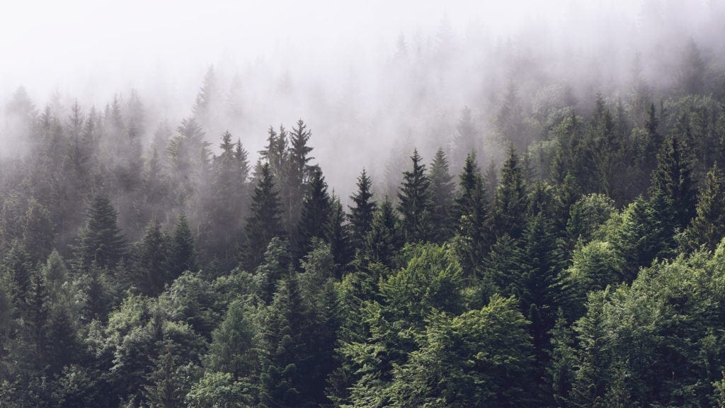 Forest Background - The Linux Foundation