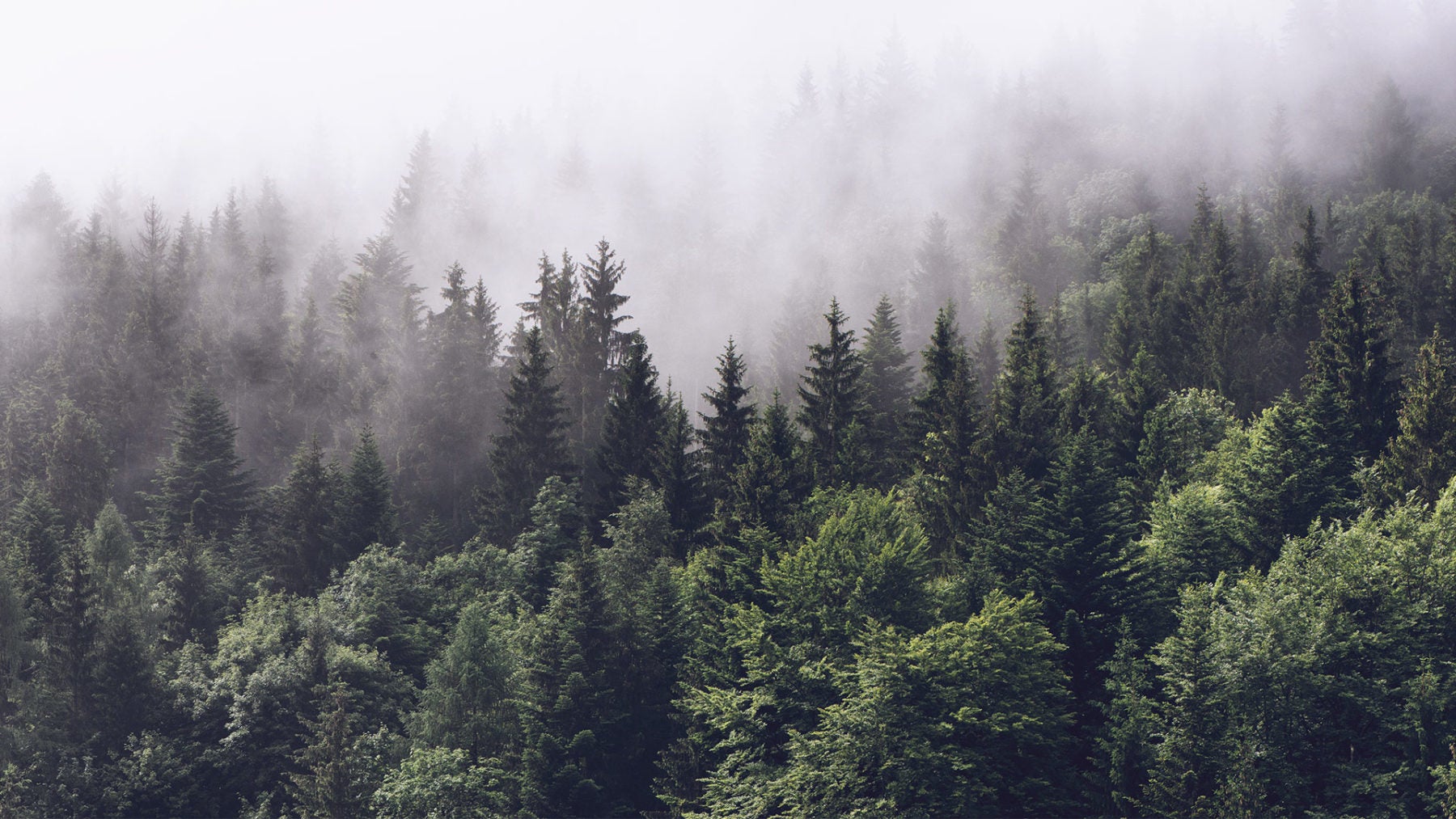 Forest Background - The Linux Foundation